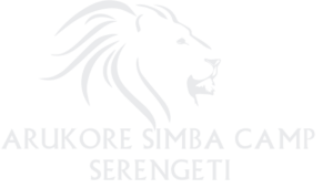 Simba Portfolio - Simba Portfolio